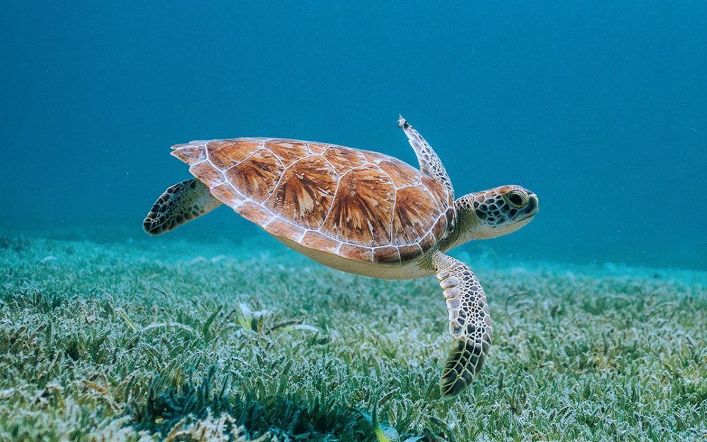 Life Below Water: How to support SDG #14 with your Gexsi search - GOOD ...