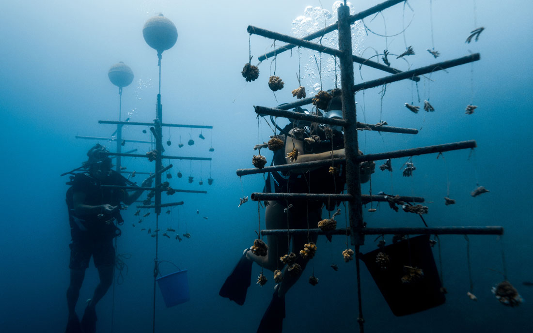 Five groundbreaking initiatives to revitalise corals - GOOD – The ...