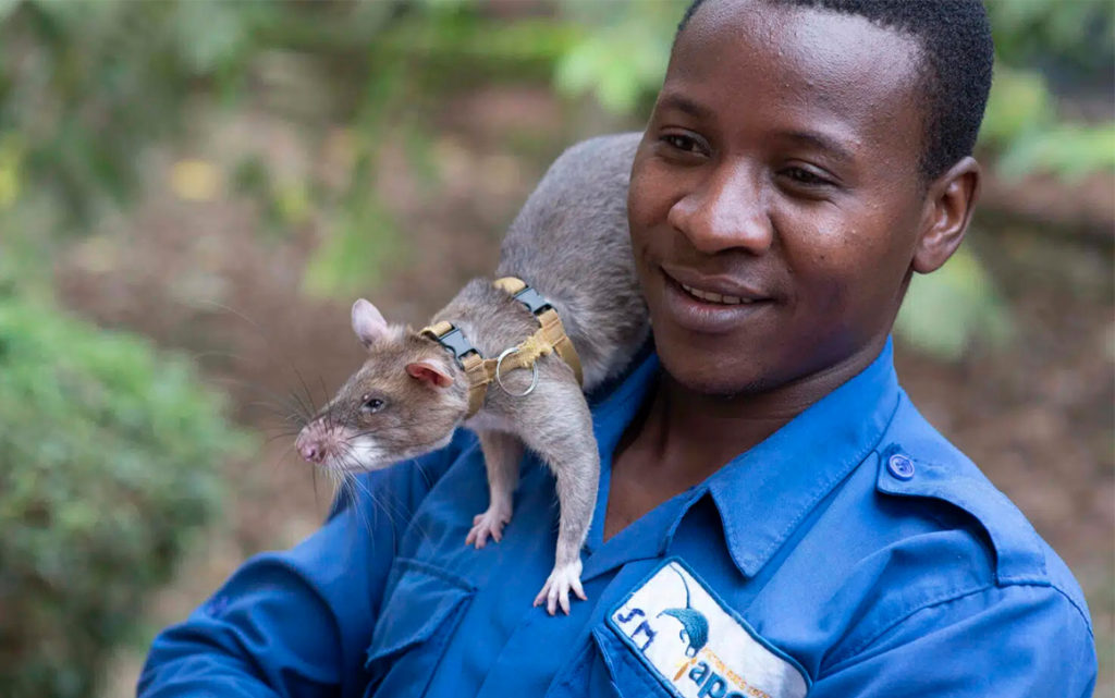 HeroRats – Ratten im Einsatz gegen Landminen – GOOD – Die Suchmaschine für eine bessere Welt